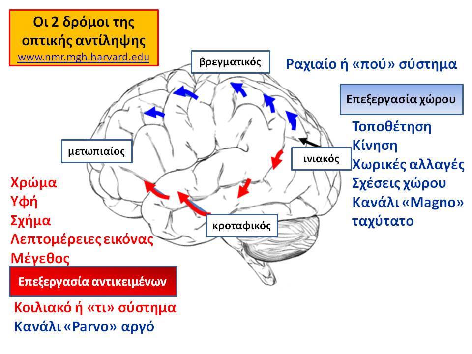 Η όραση ως αναπτυξιακή διαδικασία: η ειδικότητα της οπτομετρίας ...